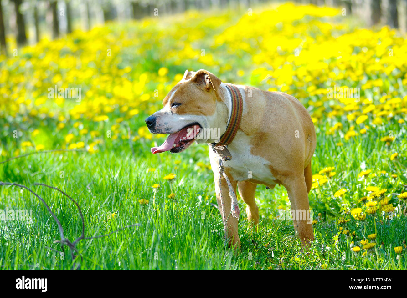 female american staffordshire terrier, dog on a grass Stock Photo - Alamy