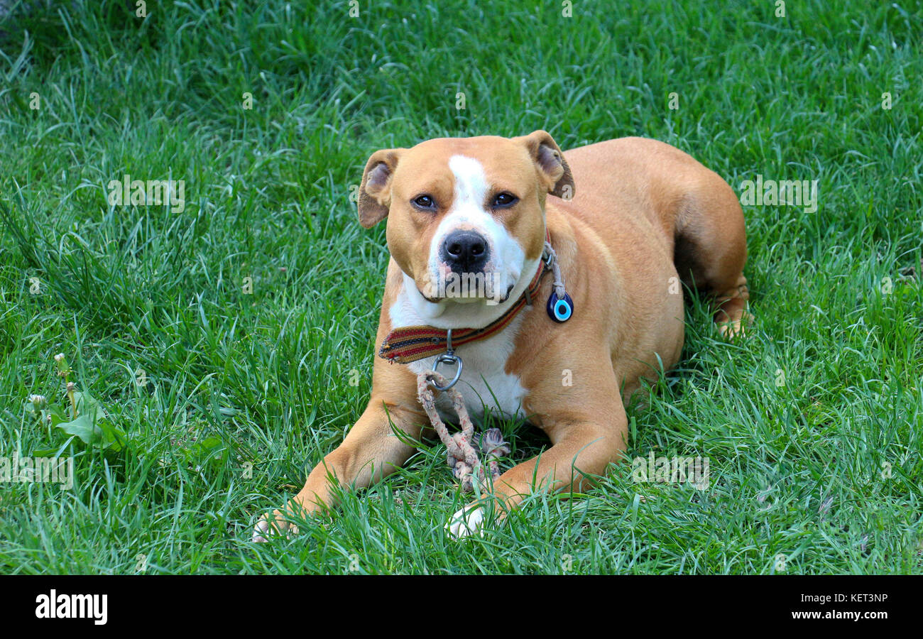 Amstaff dog hi-res stock photography and images - Alamy
