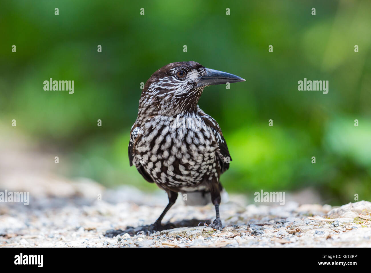 Nutcracker bird hi-res stock photography and images - Alamy