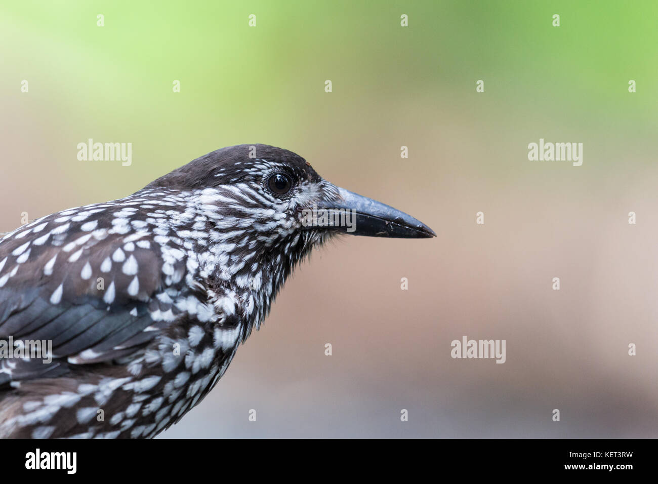 Nutcracker Bird High Resolution Stock Photography and Images - Alamy