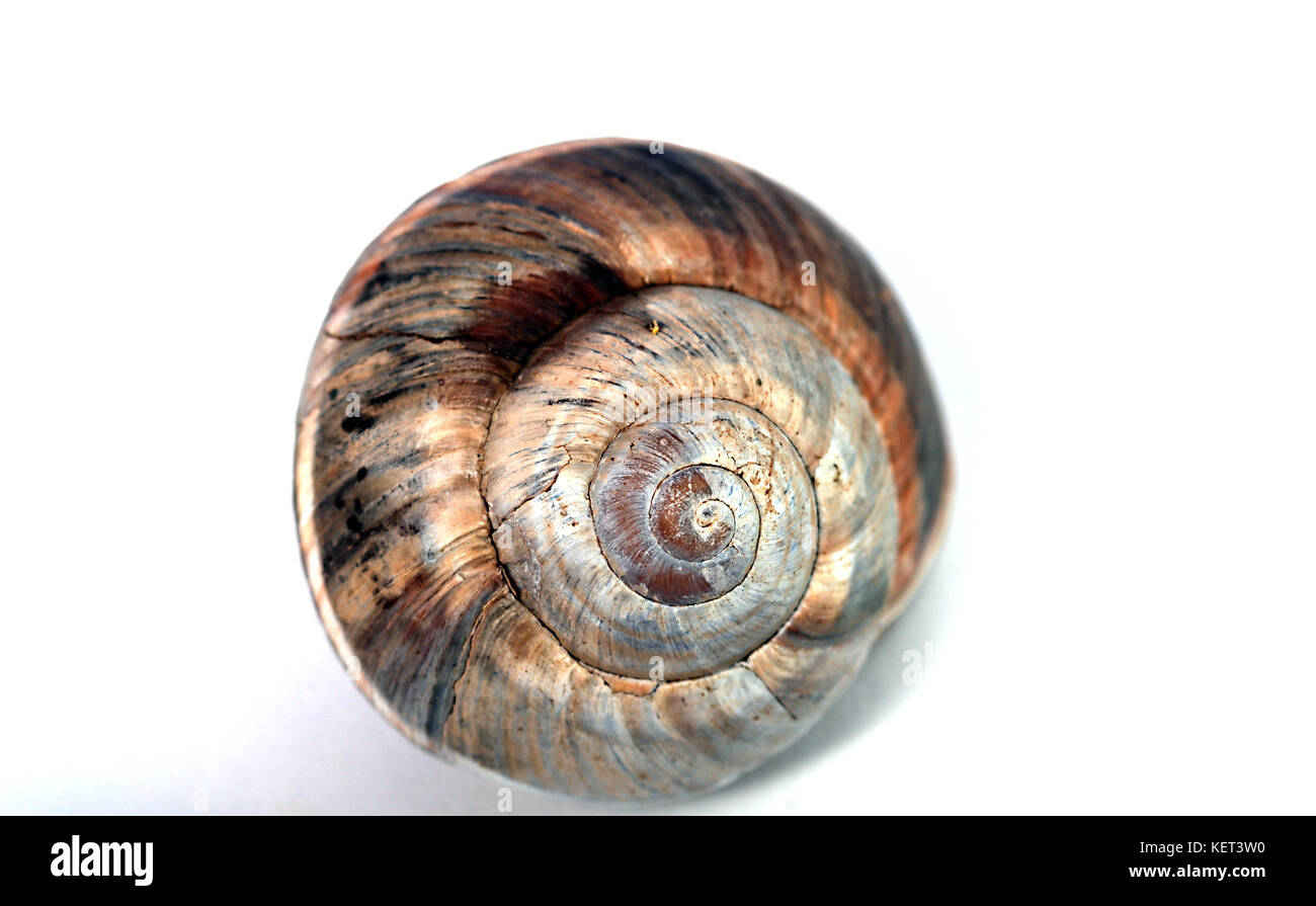 Snail shell, picture of a Stock Photo - Alamy