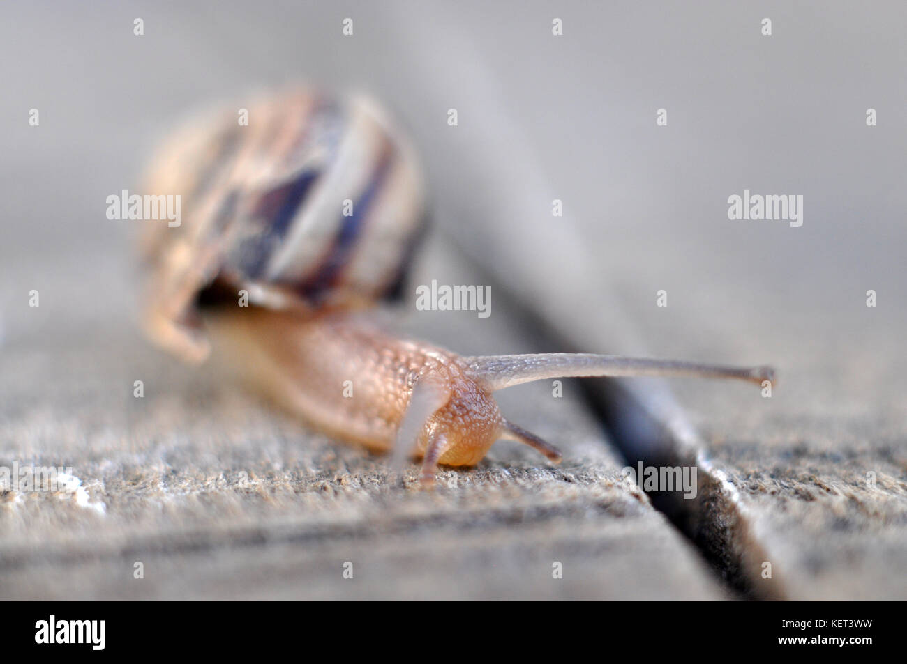Picture of a Garden snail Stock Photo - Alamy