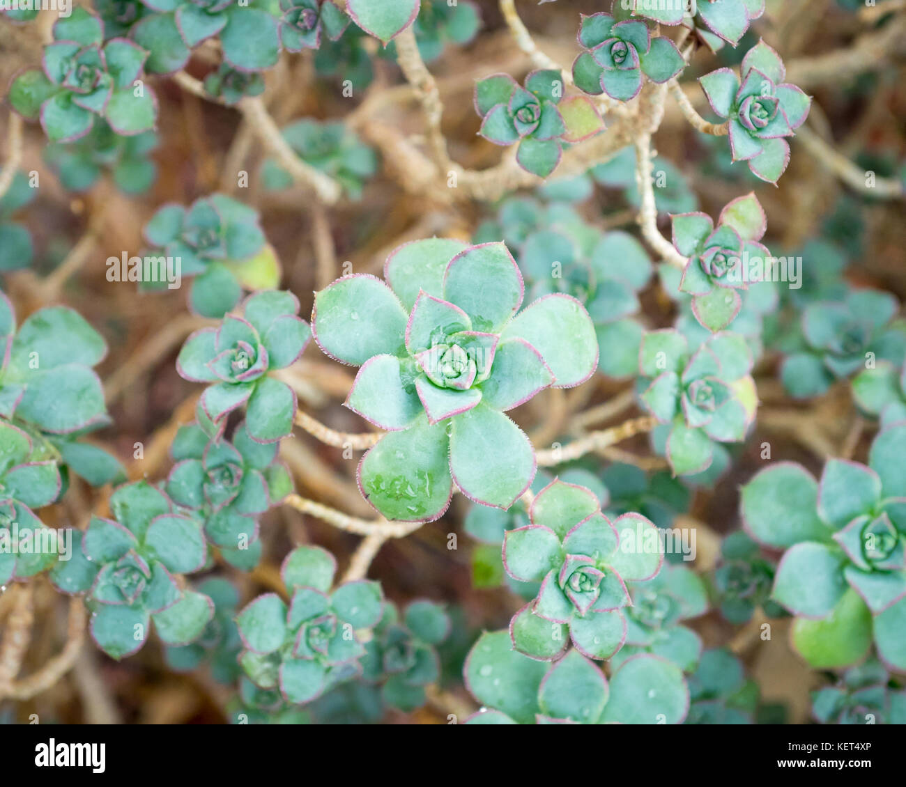 Aeonium haworthii 'Kiwi' (Aeonium Kiwi Pinwheel) succulent plant at the ...