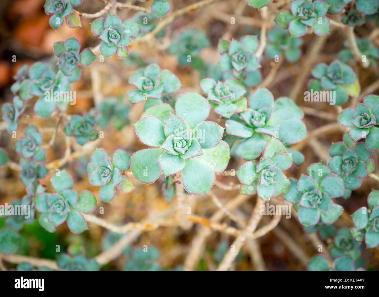Succulent aeonium hi-res stock photography and images - Alamy