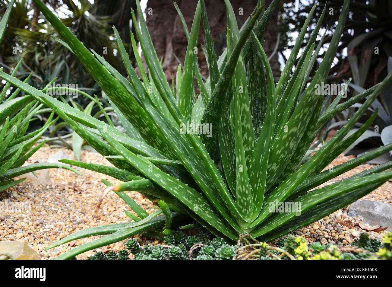 Medicinal plant aloe Vera, detail centre herbage Stock Photo - Alamy