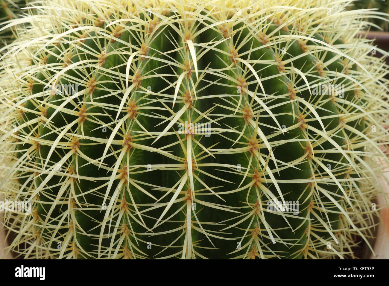 Round green cactus grows in the pot Stock Photo - Alamy