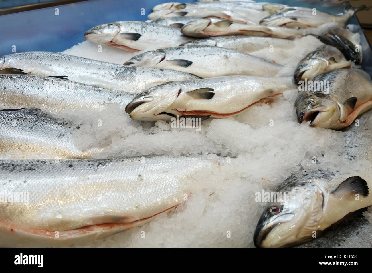 Salmon fish at the market for sell Stock Photo - Alamy