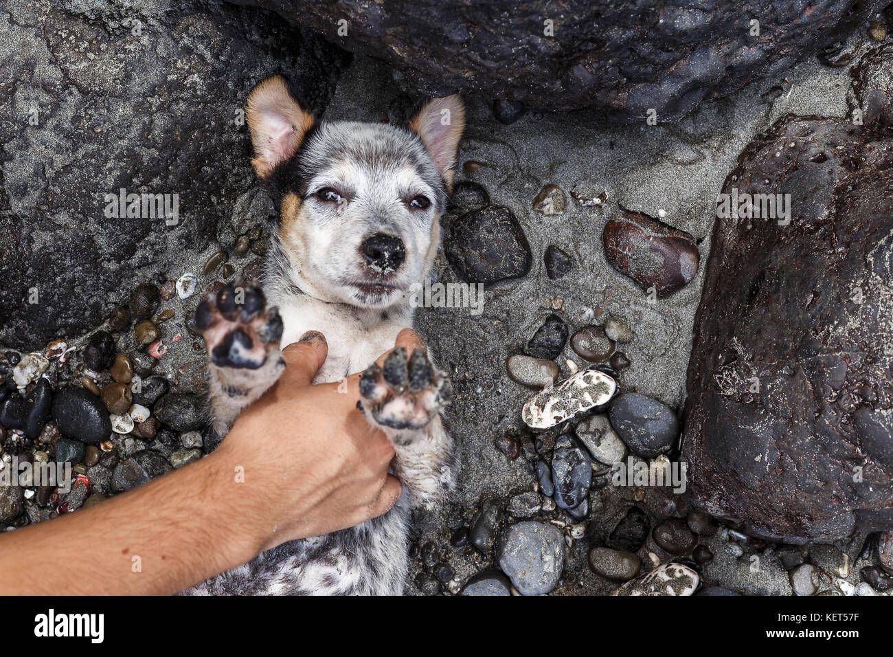 Australian Cattle Dog puppy enjoying a tummy scratch Stock Photo - Alamy