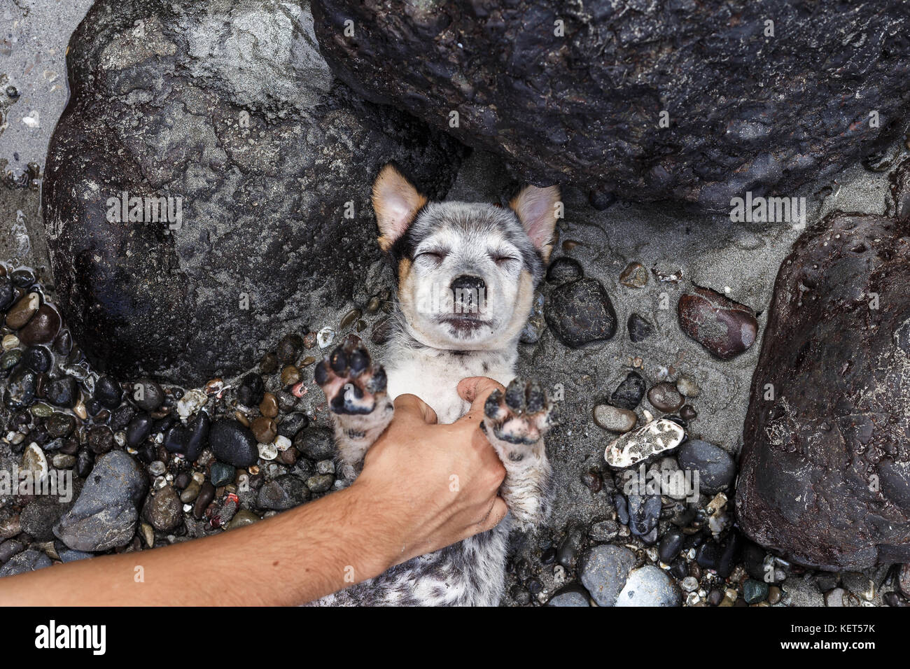 Australian Cattle Dog puppy enjoying a tummy scratch Stock Photo - Alamy