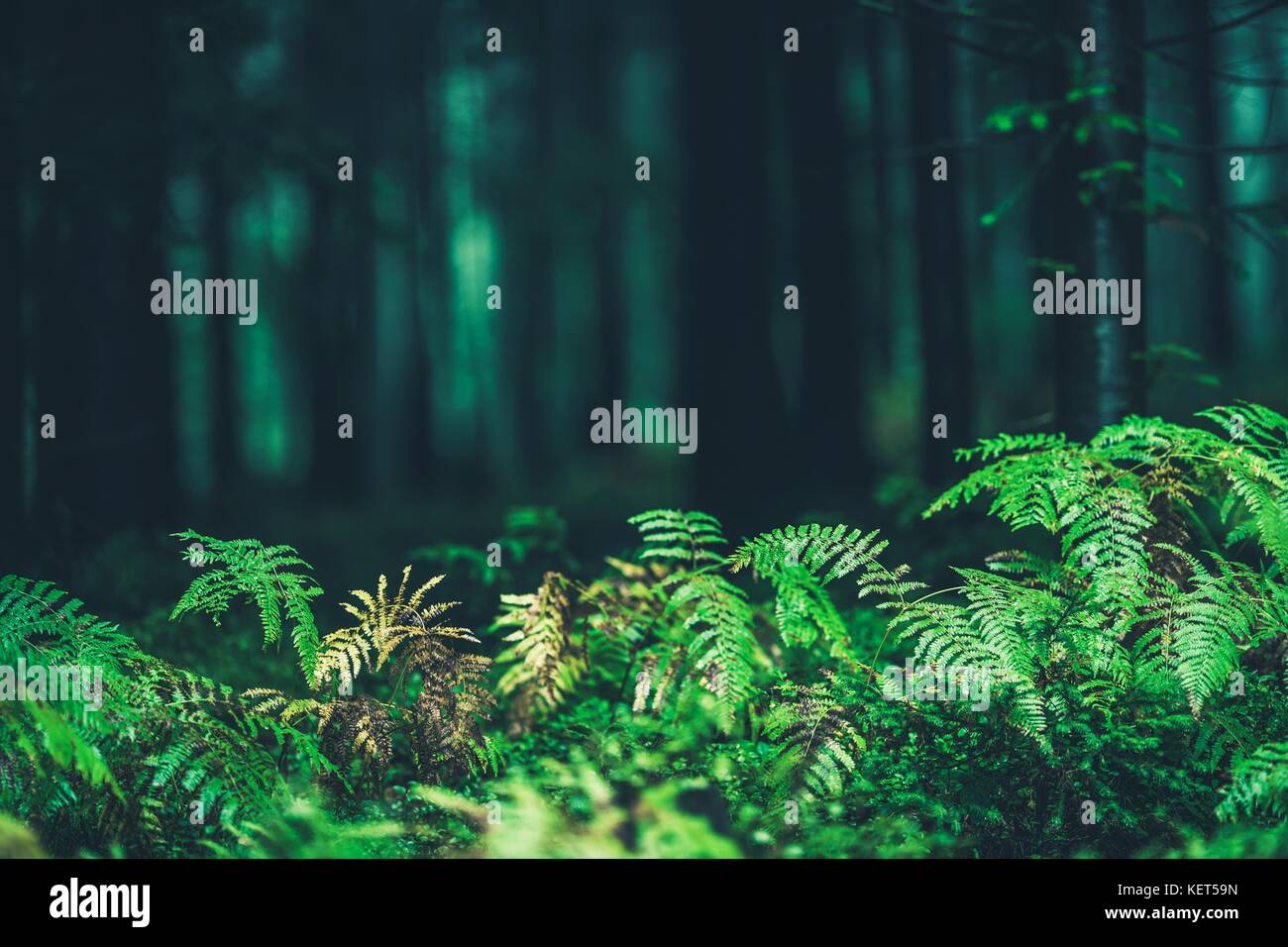 Forest Ferns Closeup and Out of Focus Trees in Background. Forestry and ...