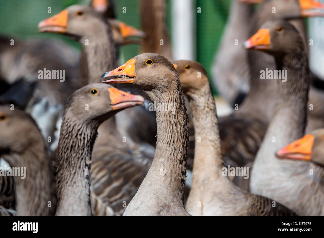 Domestic geese on traditional farm Stock Photo - Alamy