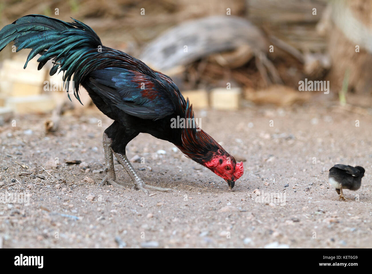 The Gamecocks were pecking and eating food Stock Photo - Alamy