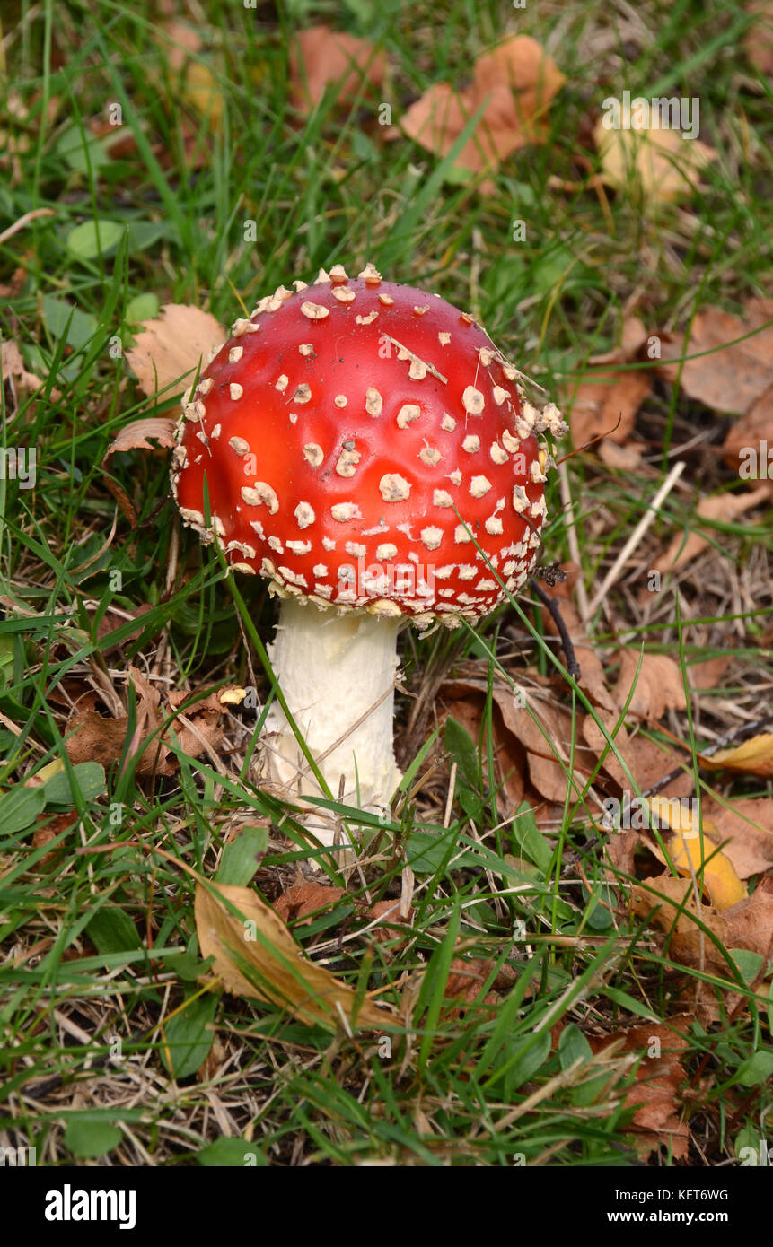 Toadstool lawn hi-res stock photography and images - Alamy