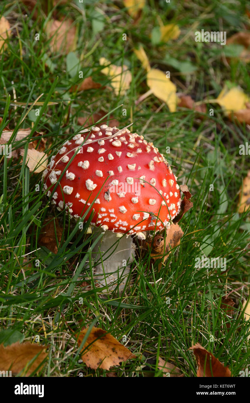 Fly agaric toadstool on a lawn, this is a very poisonous toadstool ...