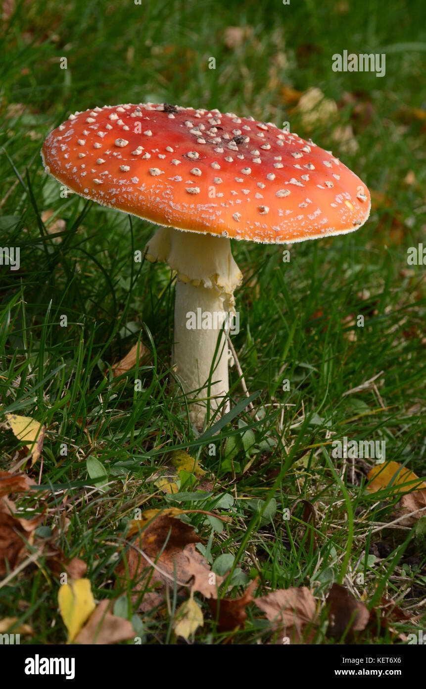 Poisonous toadstool hi-res stock photography and images - Alamy