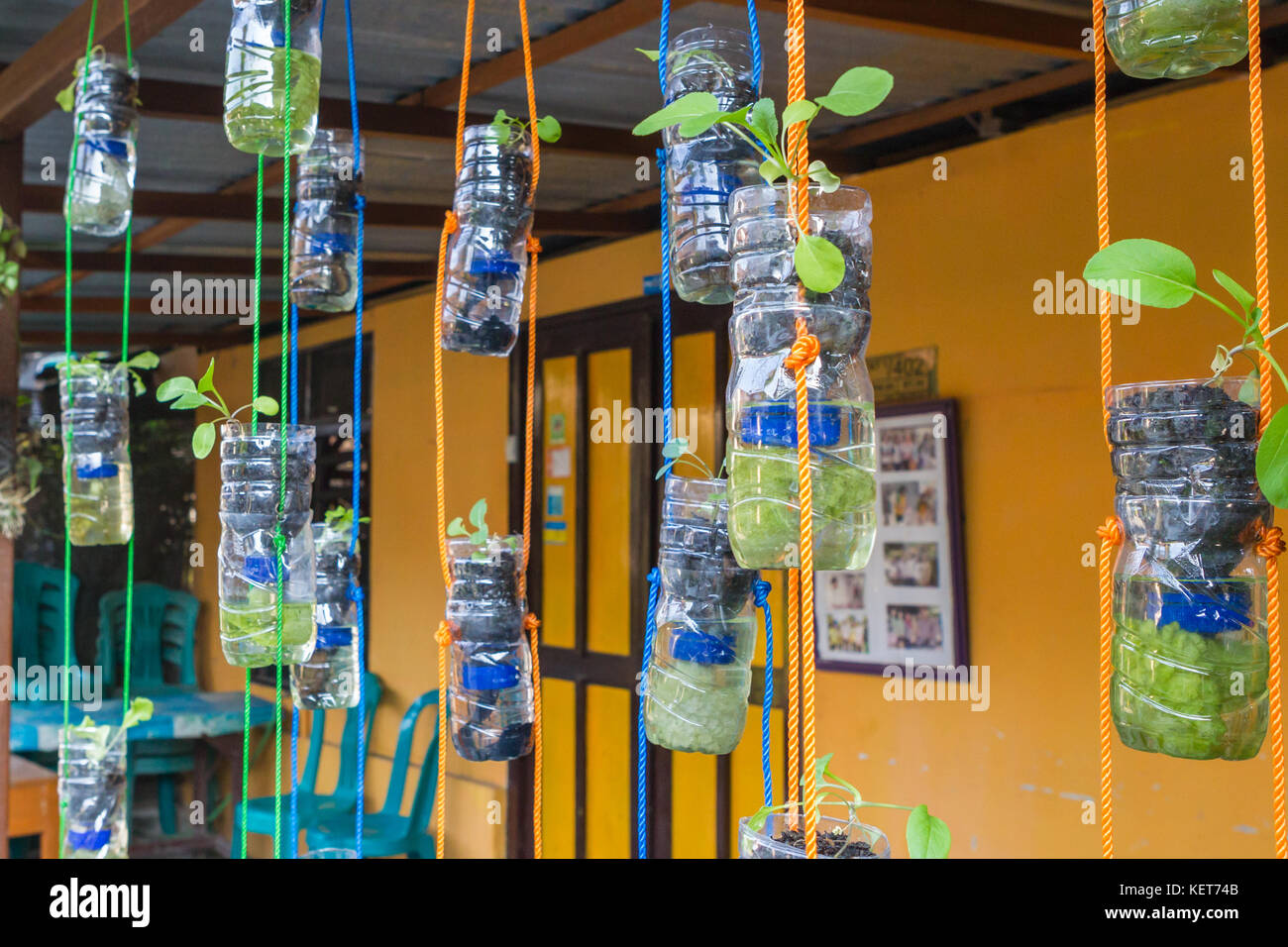 Home made plant seeding Stock Photo - Alamy