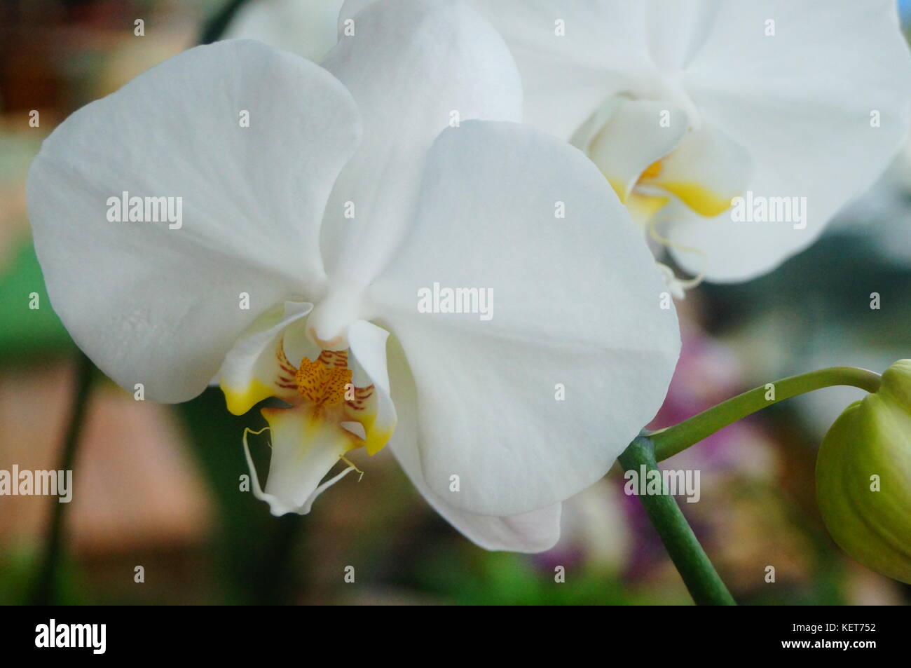 Butterfly orchid, very bright and beautiful Stock Photo - Alamy