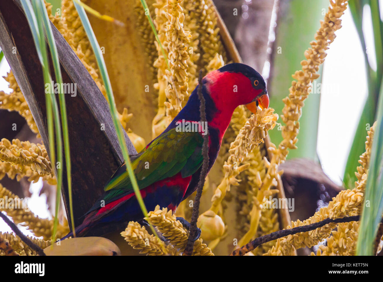 Raja the parrot hi-res stock photography and images - Alamy