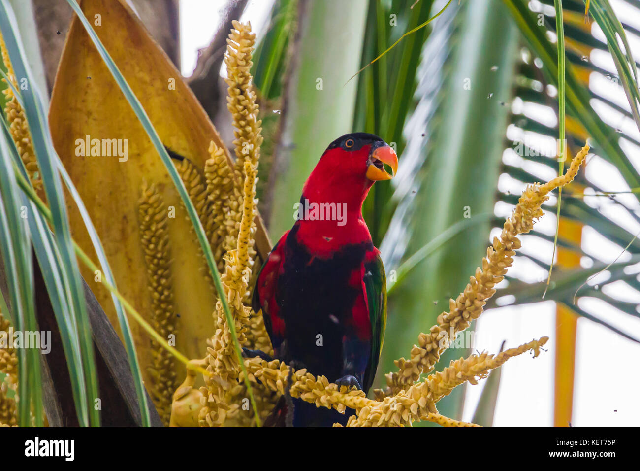 Black-capped lory (Lorius lory). Raja Ampat, West Papua, Indonesia ...