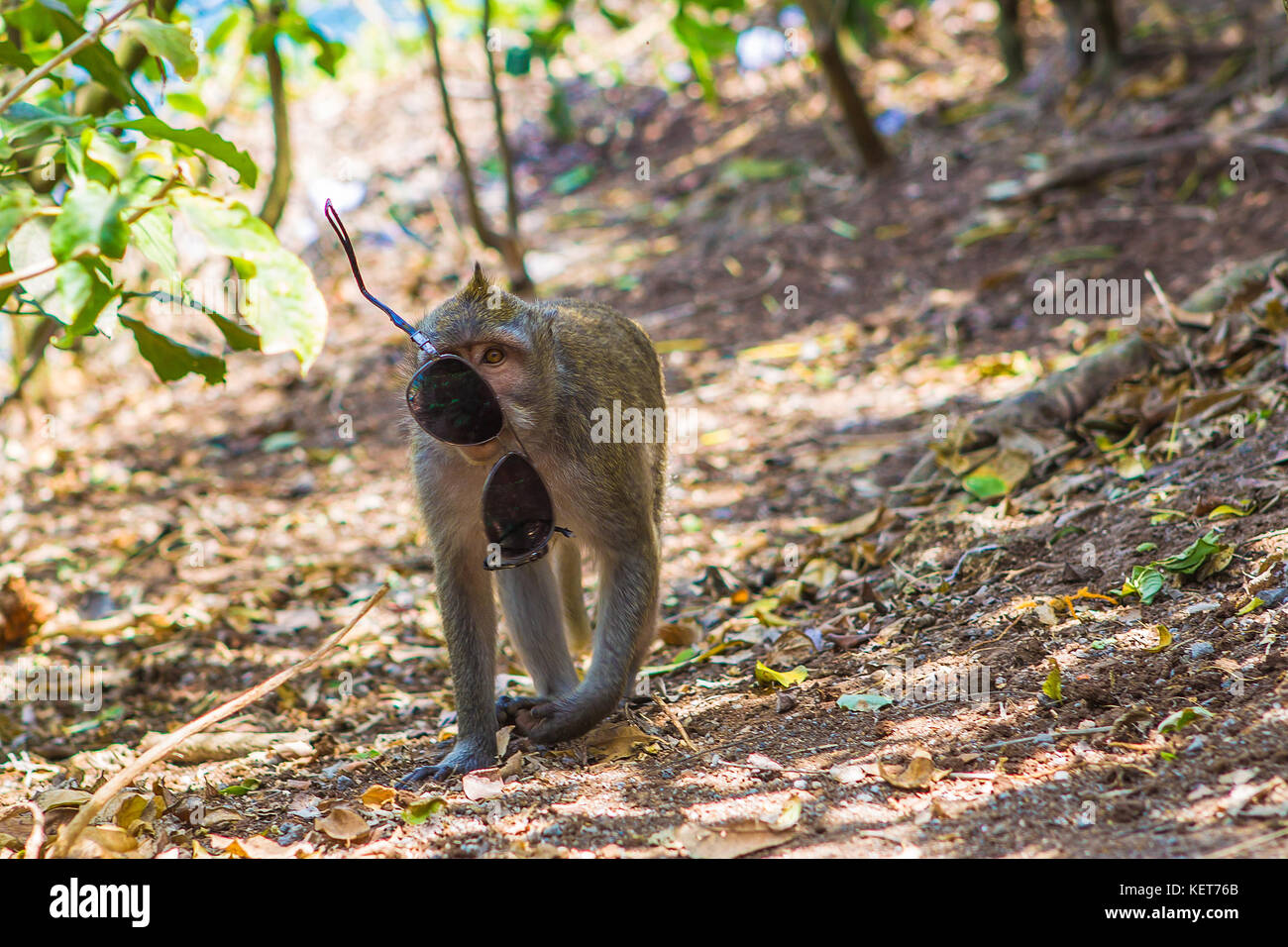 Monkey stealing glasses hi-res stock photography and images - Alamy