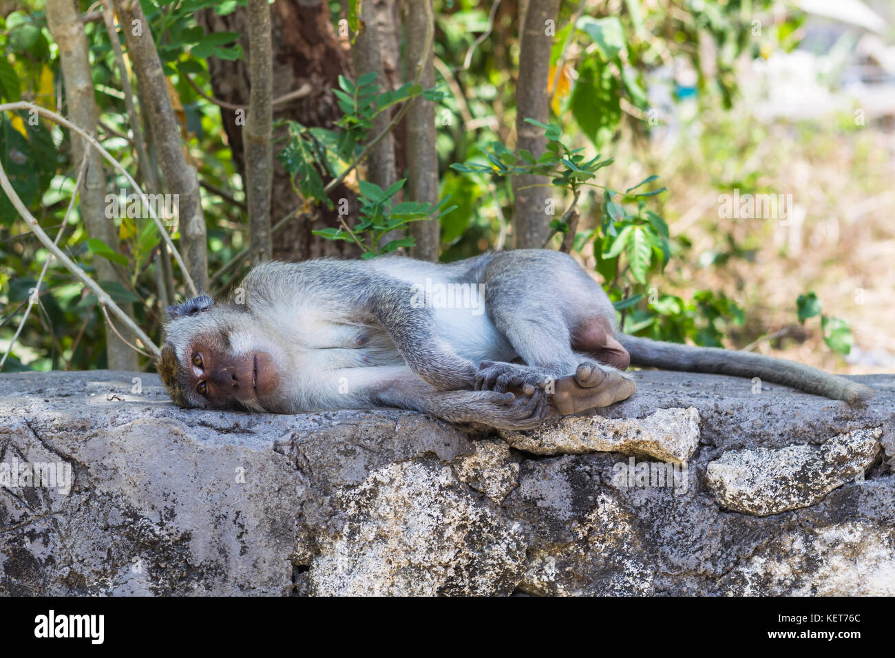Hairy sleeping nature hi-res stock photography and images - Alamy
