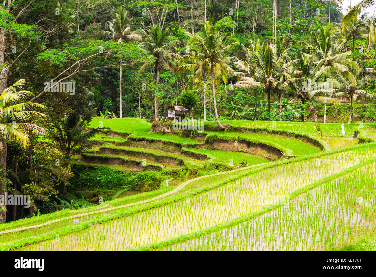 Ubud rice terraces. Bali, Indonesia Stock Photo - Alamy