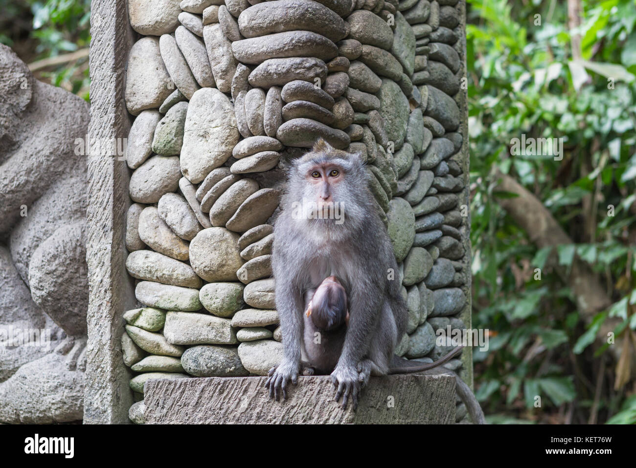 : The Ubud Monkey Forest Temple on Bali, Indonesia Stock Photo - Alamy