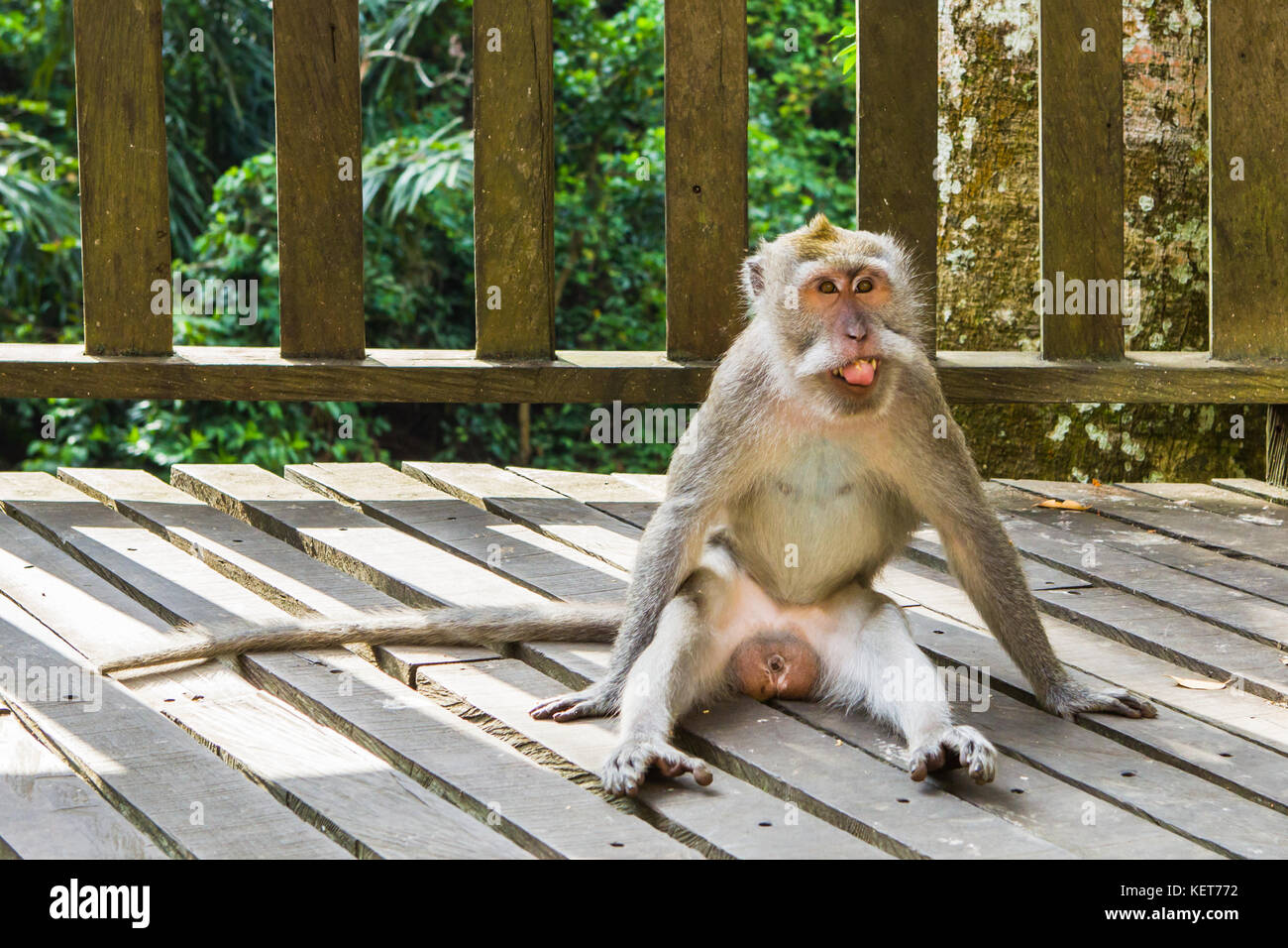 Ubud Monkey Forest. Bali, Indonesia Stock Photo - Alamy