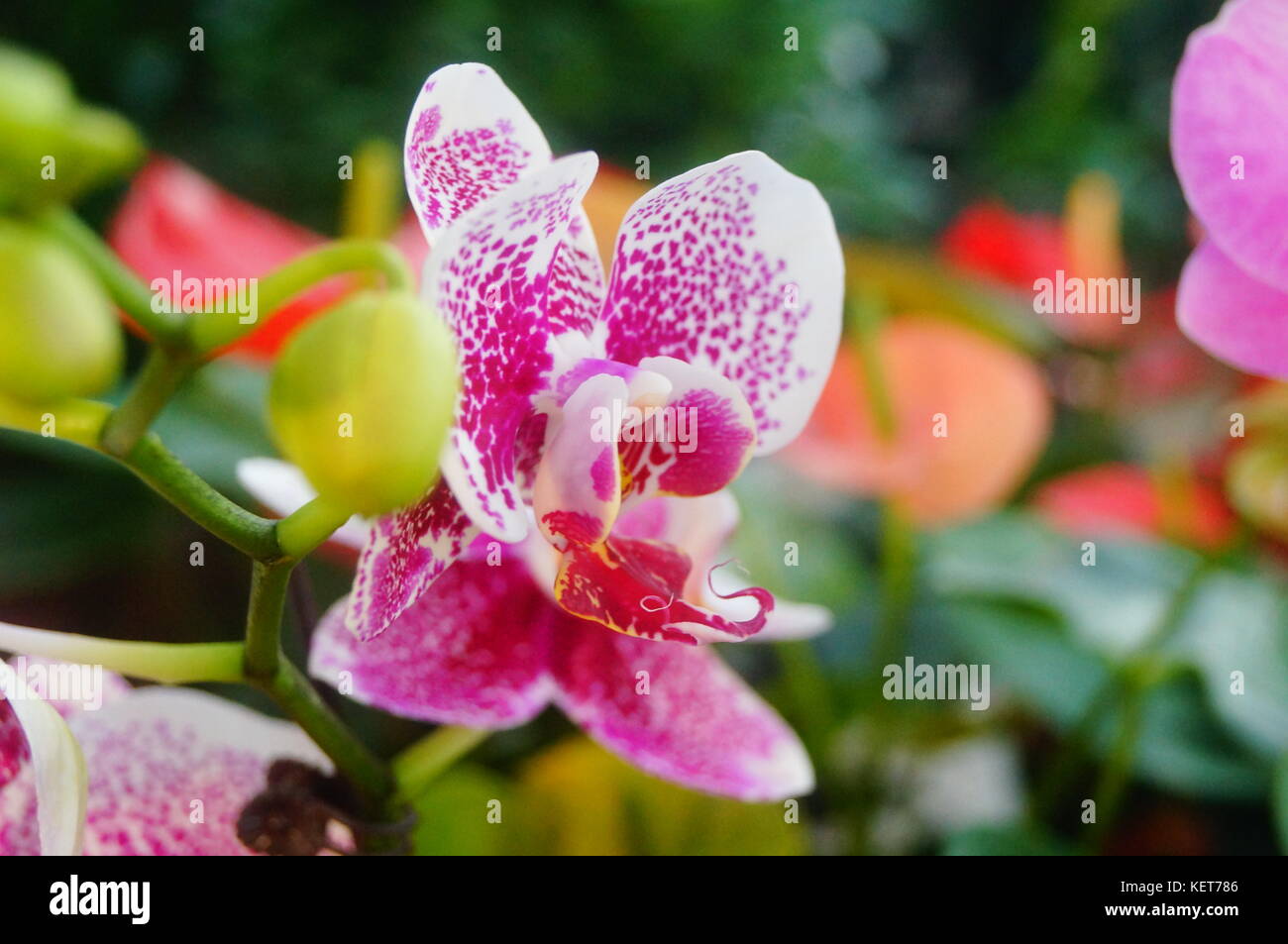 Butterfly orchid, very bright and beautiful Stock Photo - Alamy