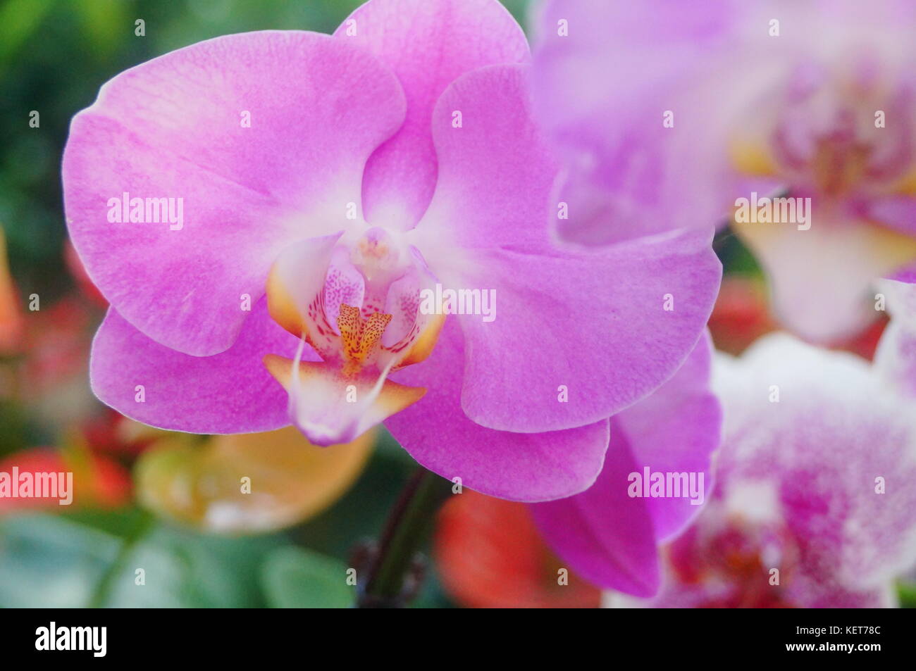 Butterfly orchid, very bright and beautiful Stock Photo - Alamy