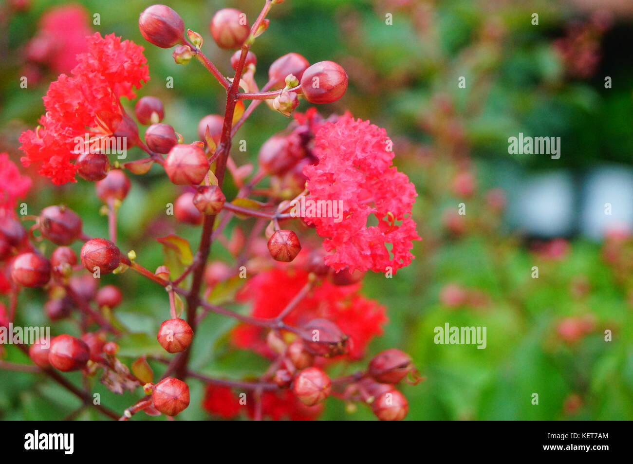 Crape myrtle flowers, flowers color, very beautiful Stock Photo - Alamy