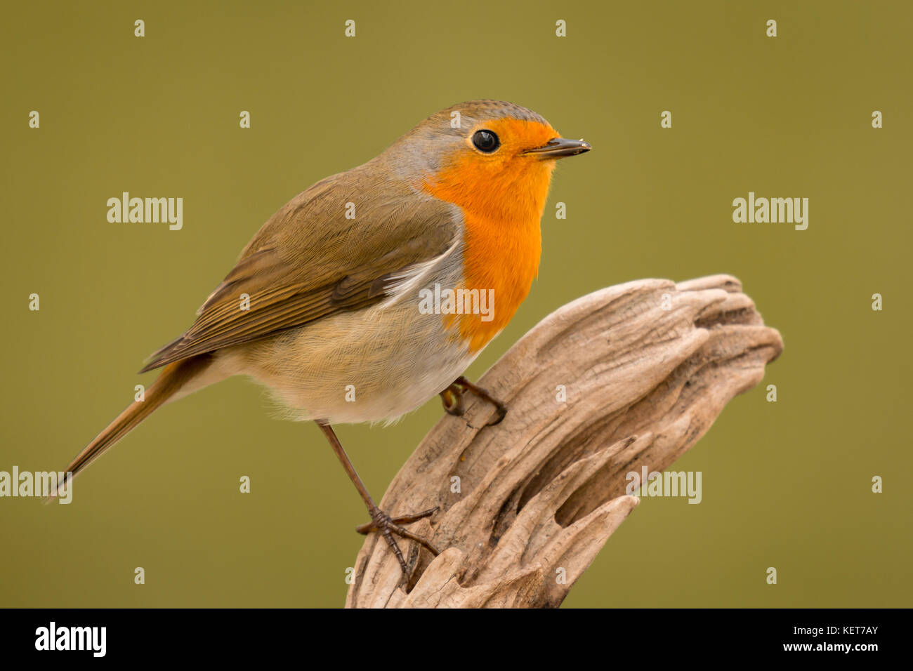 Pretty bird With a nice orange red plumage in the nature Stock Photo ...