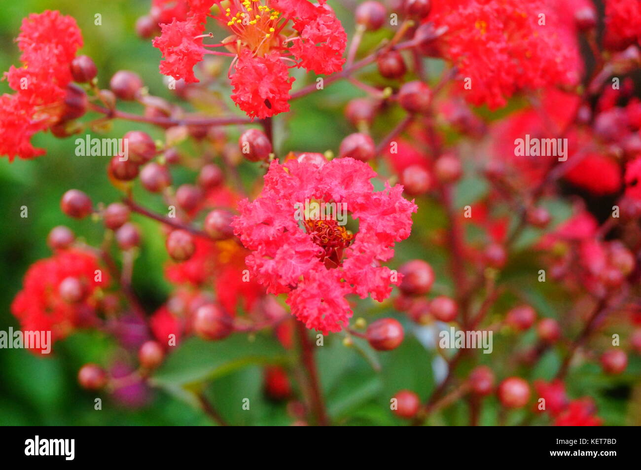 Crape myrtle flowers, flowers color, very beautiful Stock Photo - Alamy