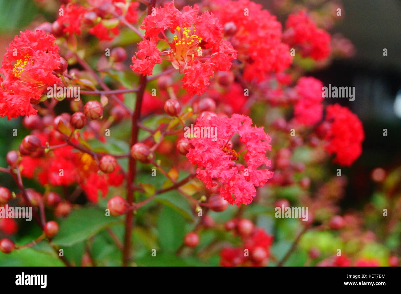Crape myrtle flowers, flowers color, very beautiful Stock Photo - Alamy