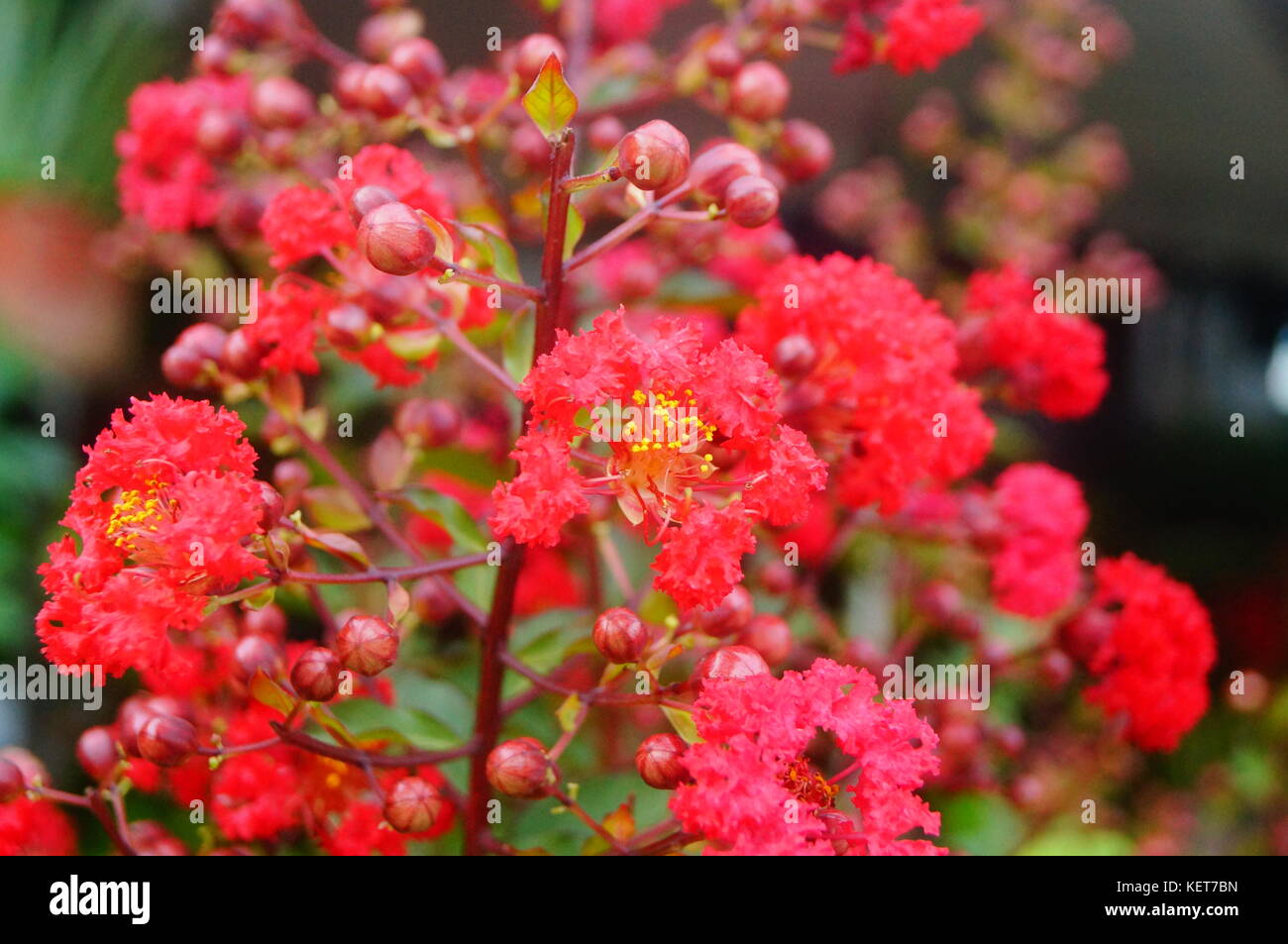 Crape myrtle flowers, flowers color, very beautiful Stock Photo - Alamy