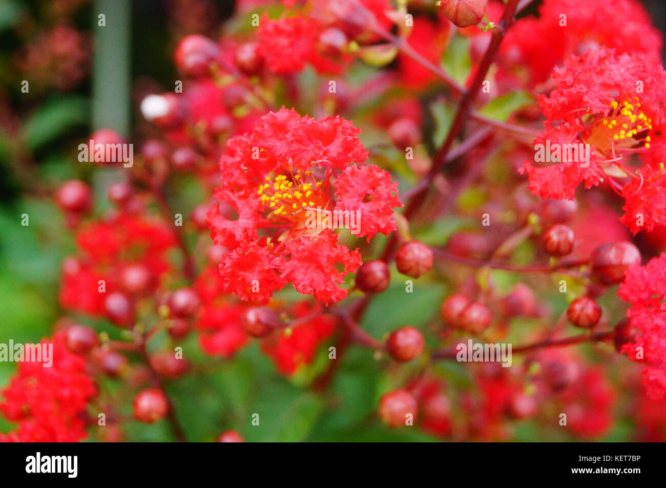 Crape myrtle flowers, flowers color, very beautiful Stock Photo - Alamy