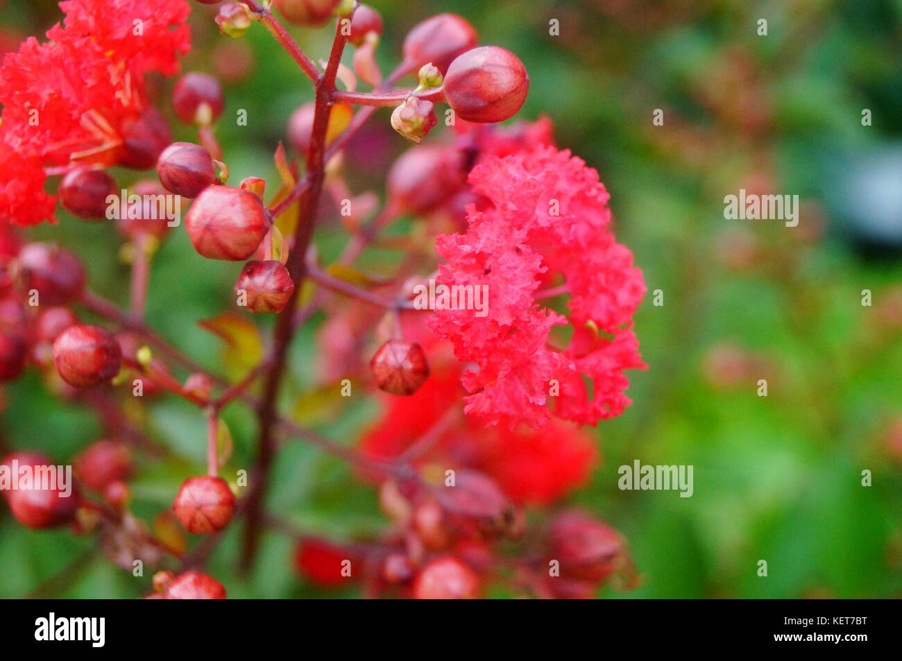 Crape myrtle flowers, flowers color, very beautiful Stock Photo - Alamy