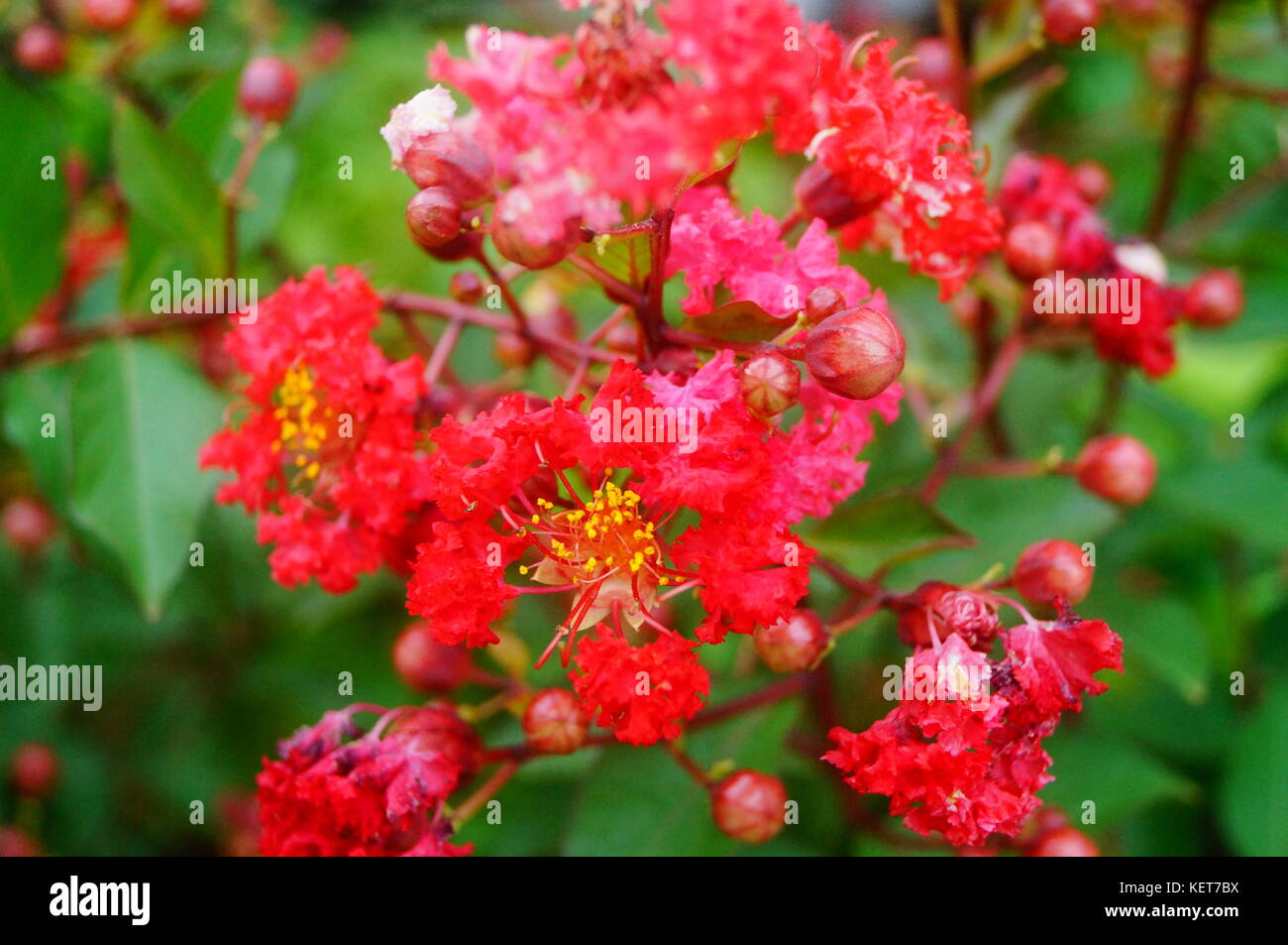 Crape myrtle flowers, flowers color, very beautiful Stock Photo - Alamy
