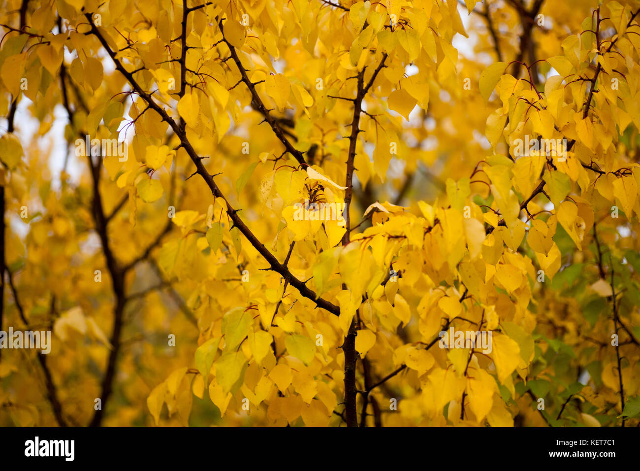 Autumn beech leaves decorate a beautiful nature bokeh background Stock Photo - Alamy