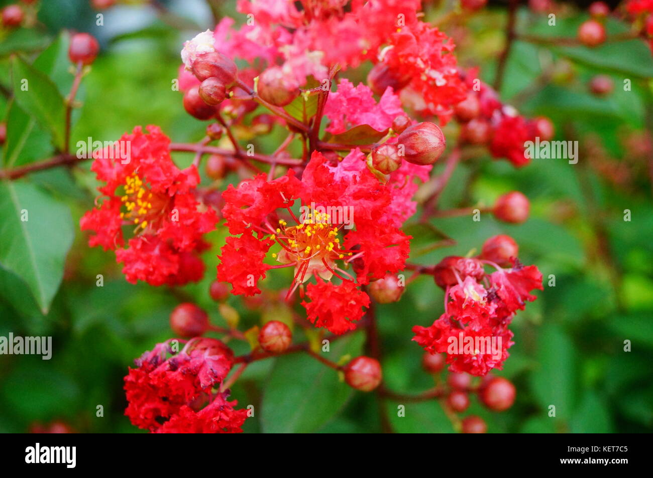 Crape myrtle flowers, flowers color, very beautiful Stock Photo - Alamy