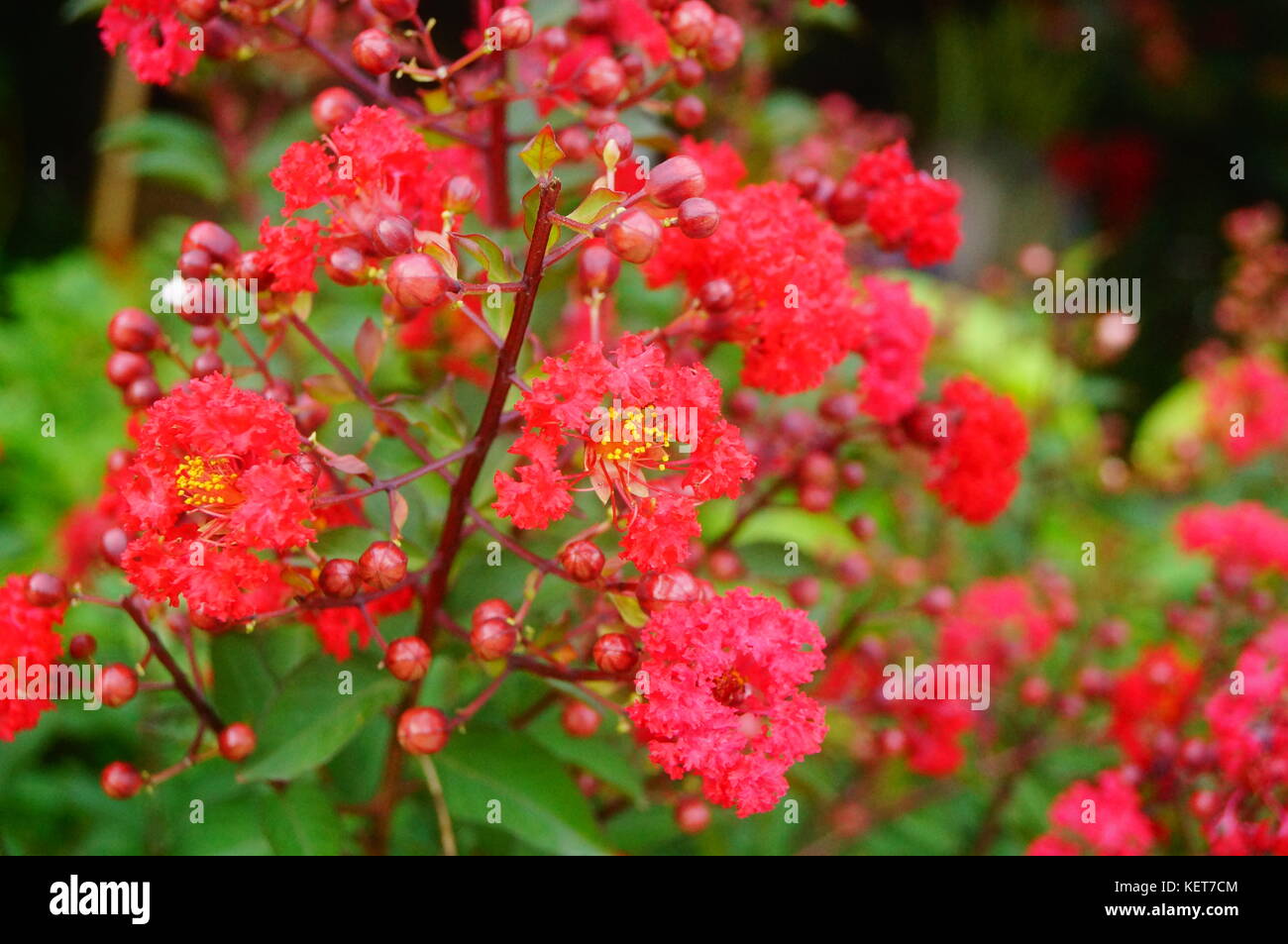 Crape myrtle flowers, flowers color, very beautiful Stock Photo - Alamy