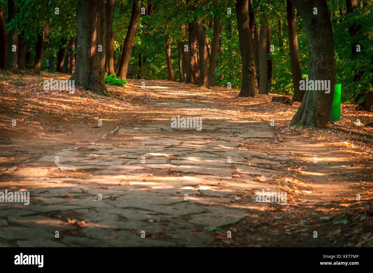 Forest stone path on sunny day for walking close Stock Photo - Alamy