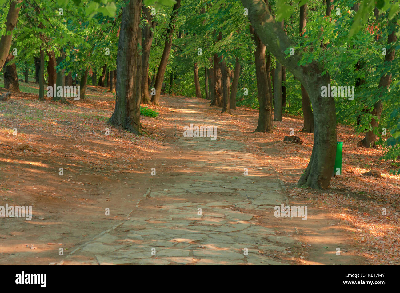 Forest stone path on sunny day for walking Stock Photo - Alamy
