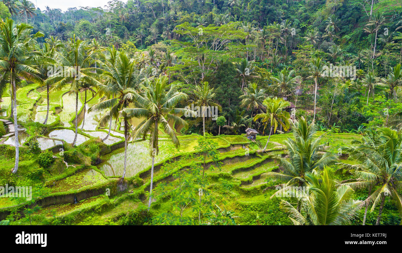 Ubud rice terraces. Bali, Indonesia Stock Photo - Alamy