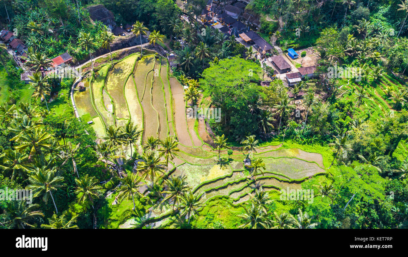 Ubud rice terraces. Bali, Indonesia Stock Photo - Alamy