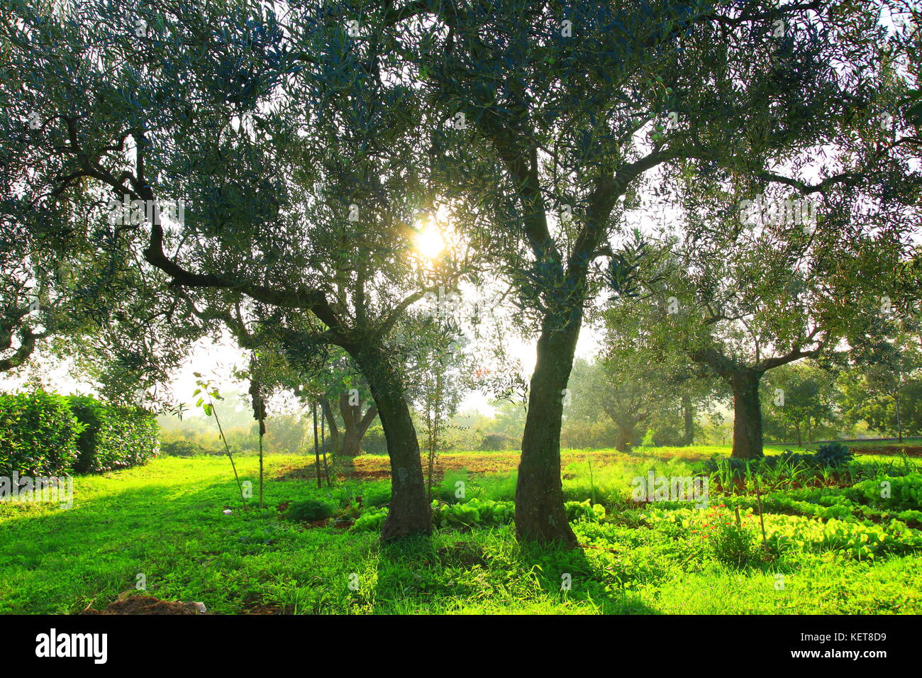 Olive tree on sunset Stock Photo - Alamy
