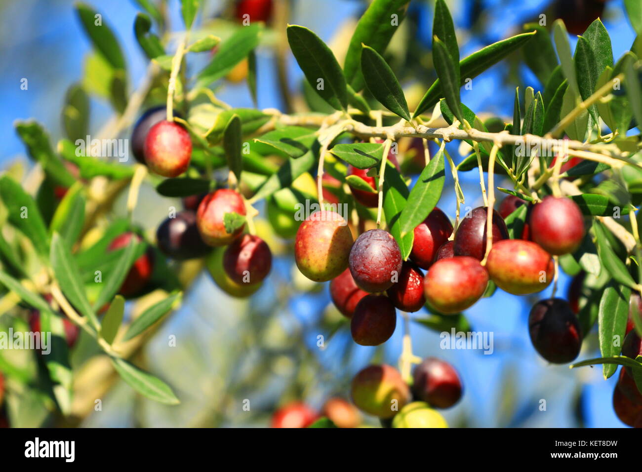 Olives in olive tree hi-res stock photography and images - Alamy