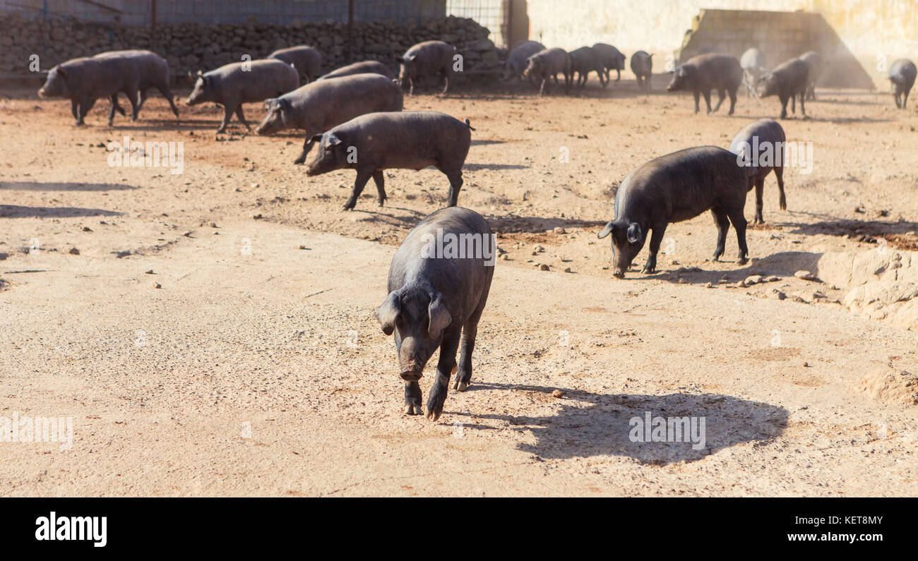Adult Iberian pigs going out from the farm to graze Stock Photo - Alamy