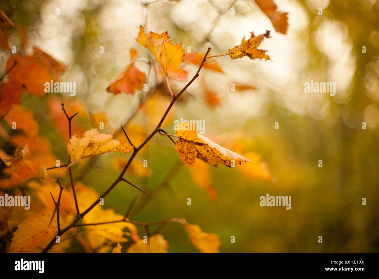 Autumn beech leaves decorate a beautiful nature bokeh background Stock Photo - Alamy