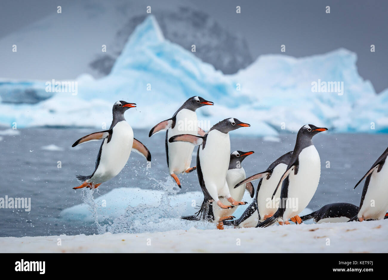 INCREDIBLE images have captured a waddle of Gentoo penguins dancing ...